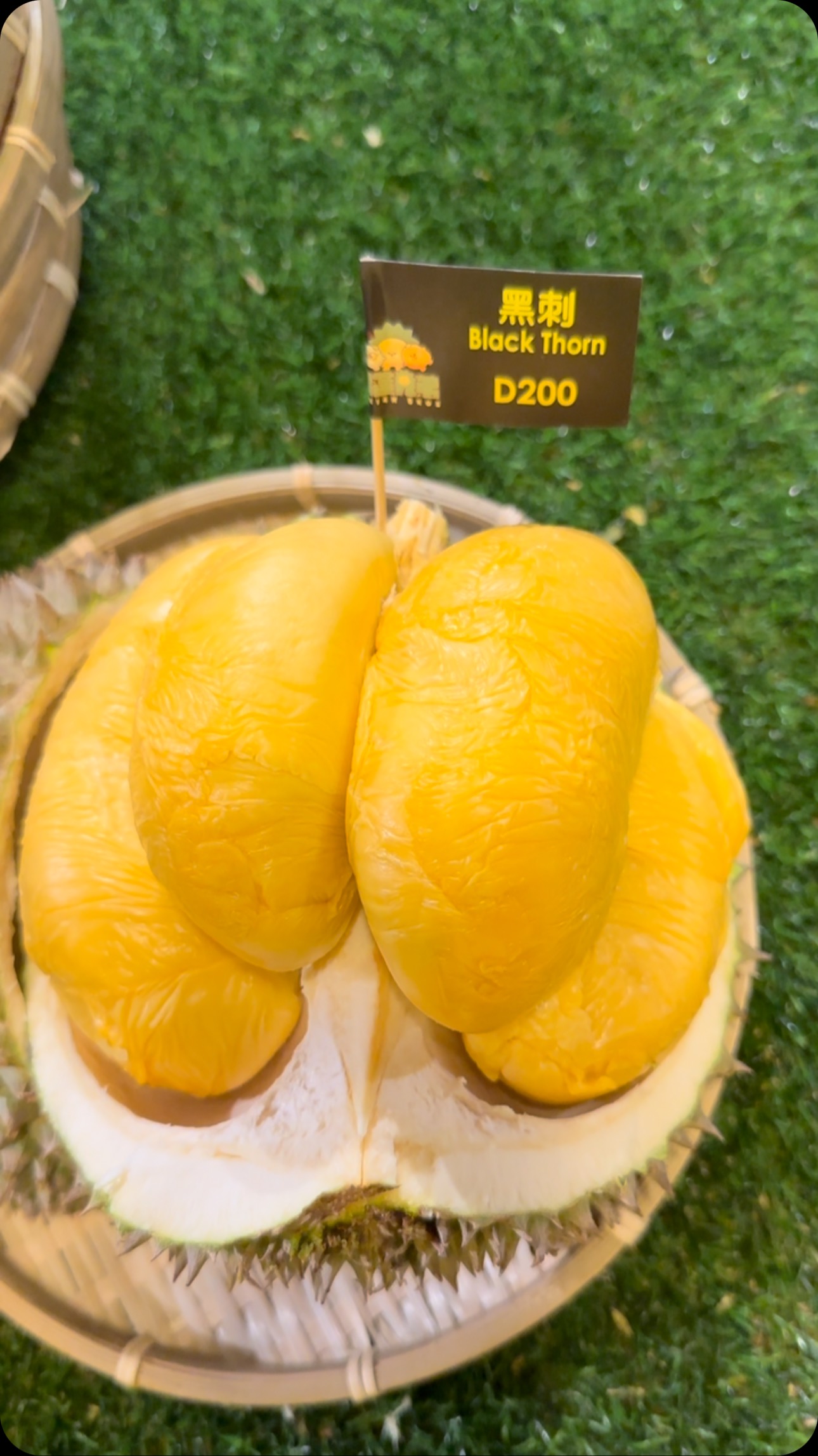 Musang King vs Black Thorn: Which Durian Should You Pick? | Durian Malaysia Guide