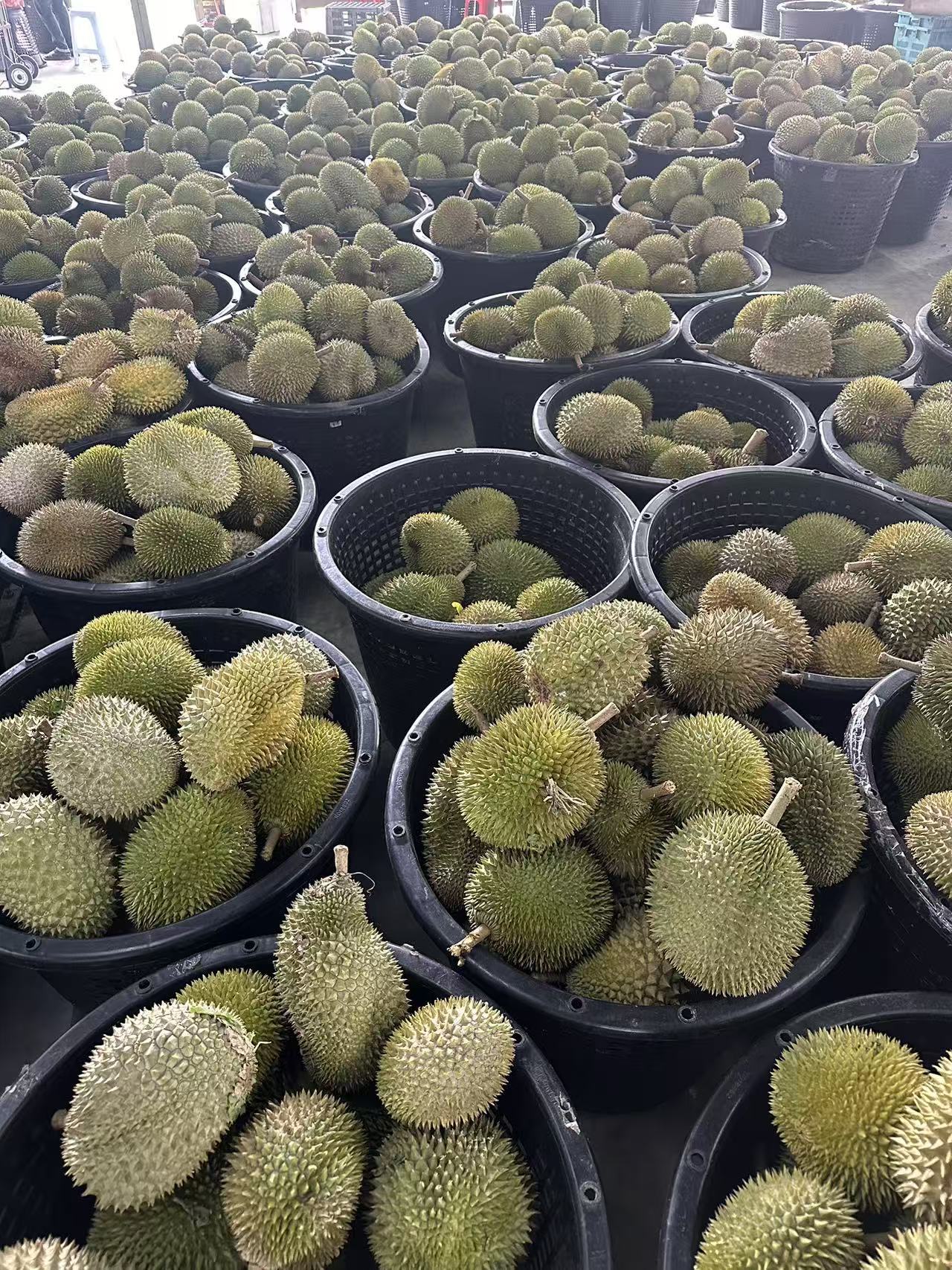 How to Choose a Fresh Durian – Tips from Durian Bros | Durian KL Guide